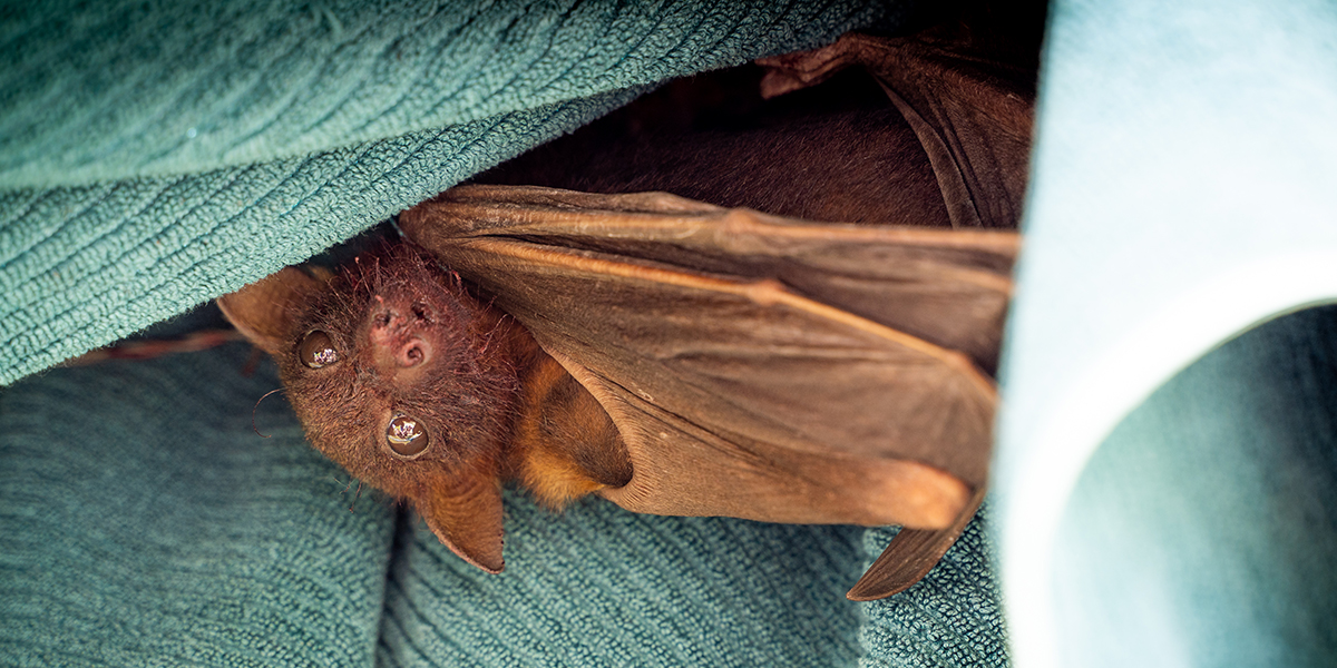 Stuck In The Wire | Bat Rescues | RSPCA Queensland