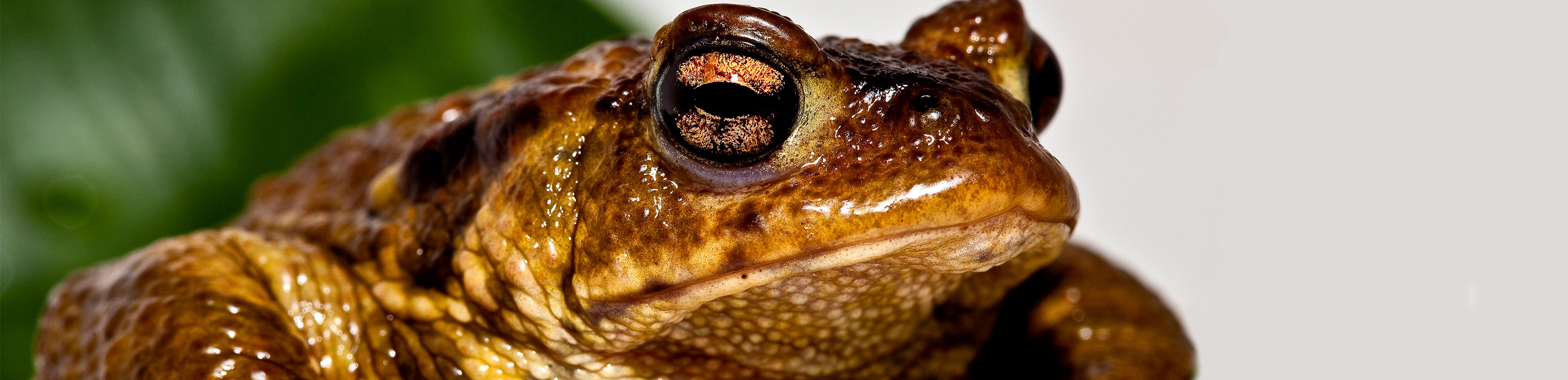 Cane Toads | Inroduced Species | RSPCA Queensland